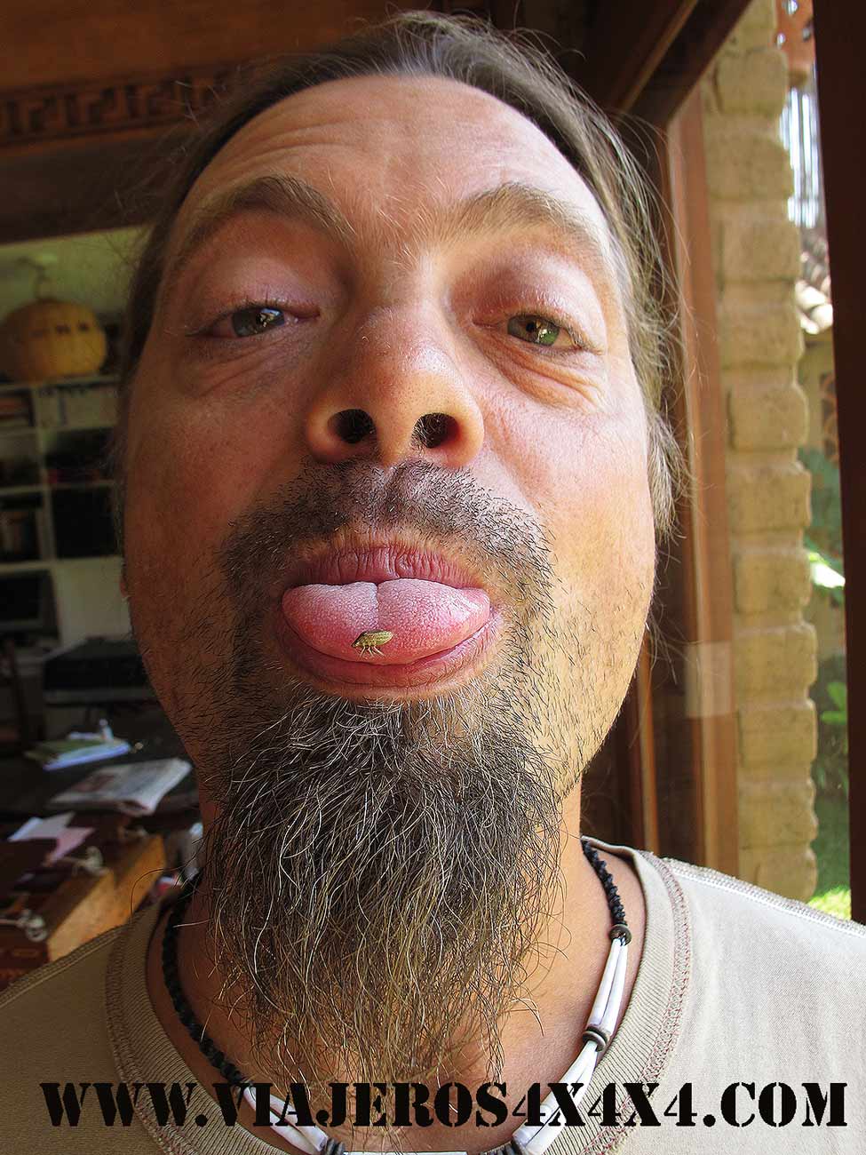 237- Insectos comestibles: Los Jumiles | MÉXICO | Viajeros4x4x4